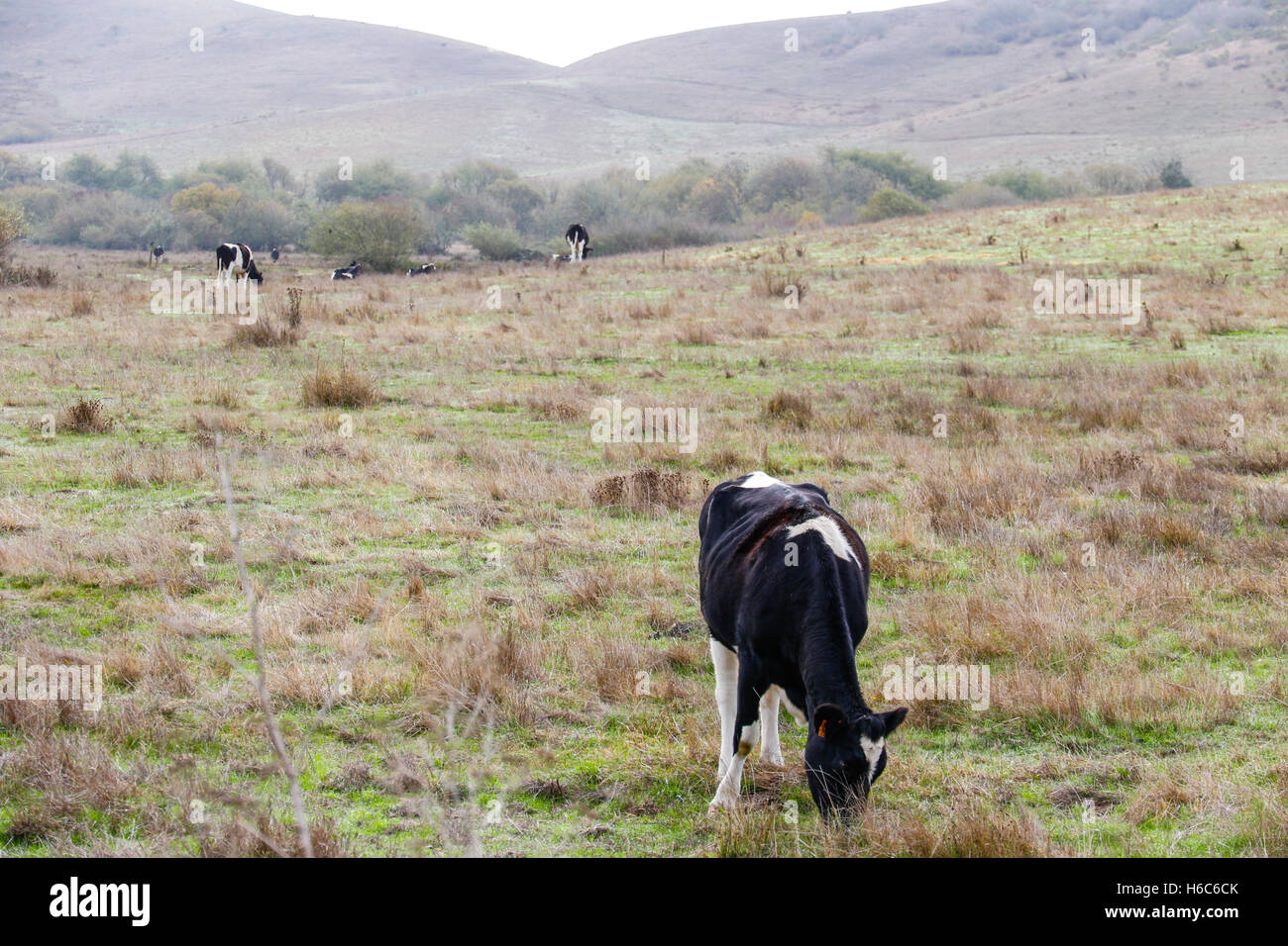 Cows eating in an open field Stock Photo - Alamy