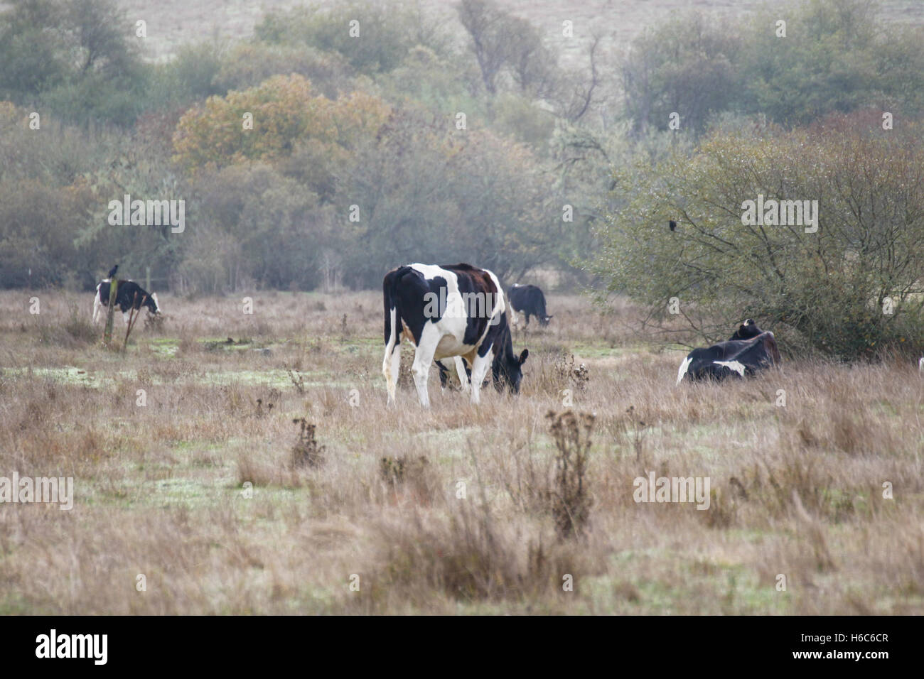 Cows eating in an open field Stock Photo - Alamy