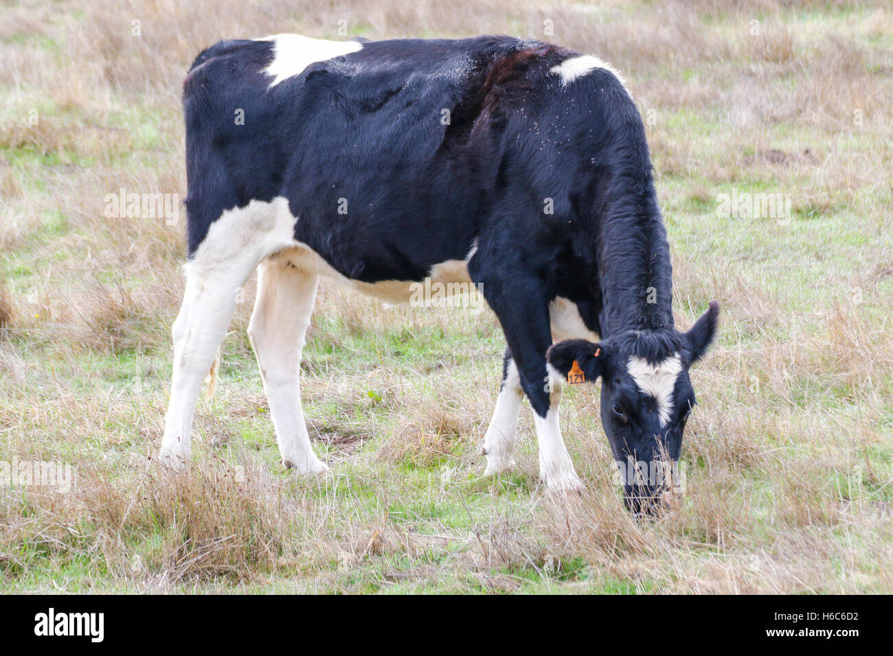 Cows eating in an open field Stock Photo - Alamy