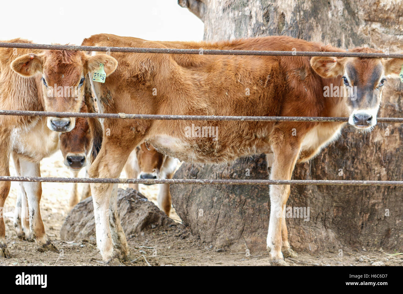 Young cows on the farm Stock Photo - Alamy