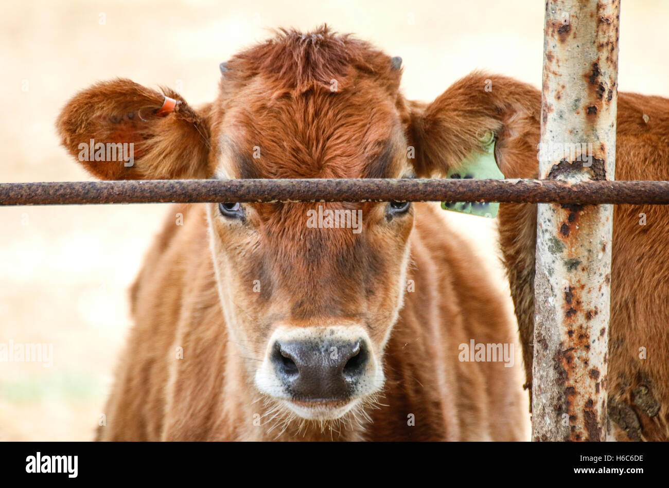Young cows on the farm Stock Photo - Alamy