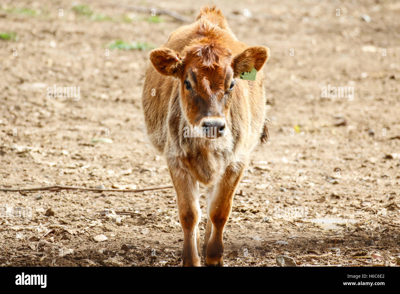 Young cows on the farm Stock Photo - Alamy