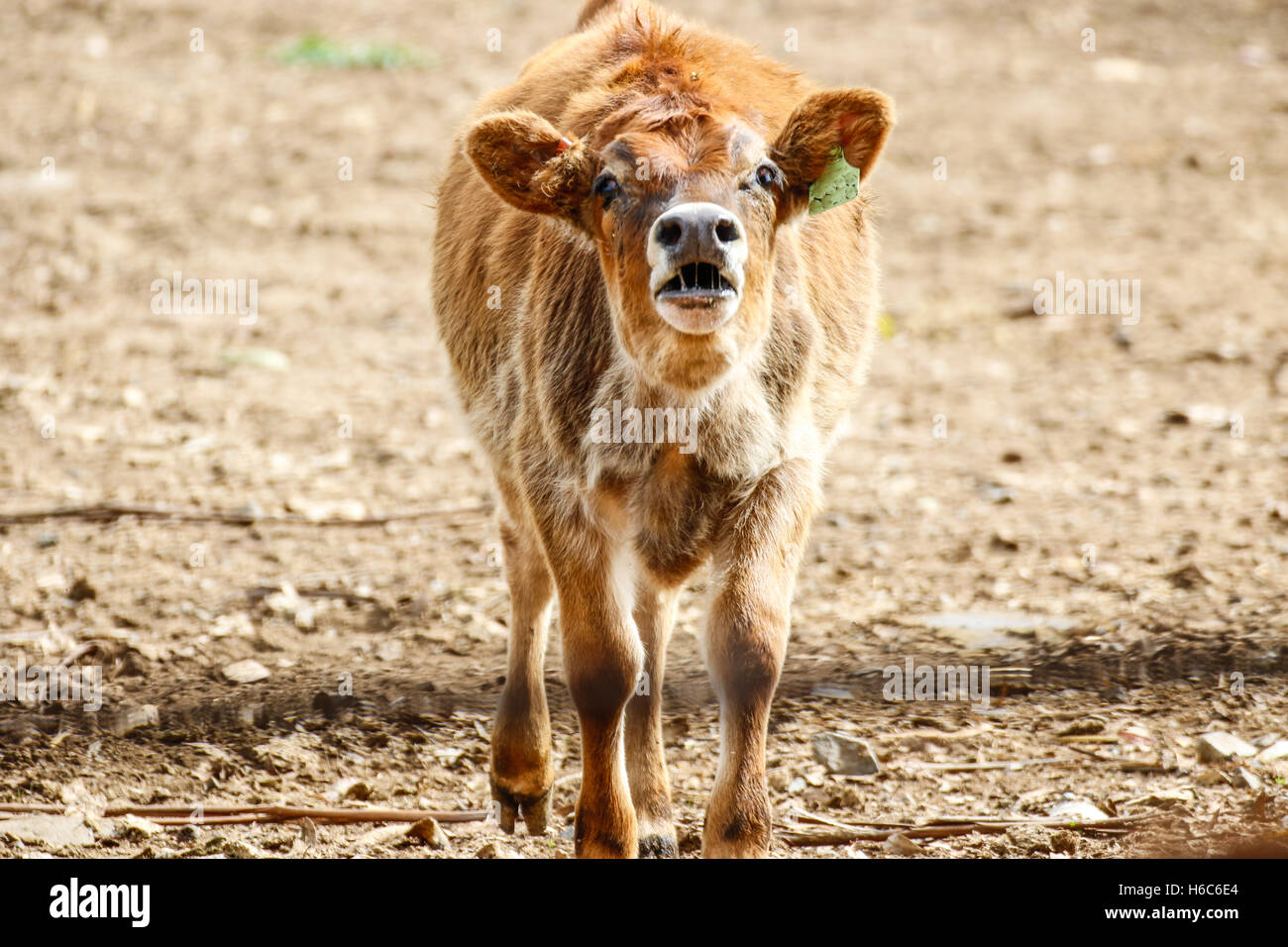 Young cows on the farm Stock Photo - Alamy
