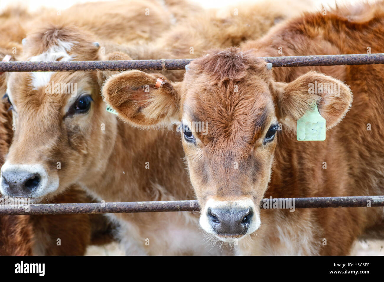 Young cows on the farm Stock Photo - Alamy