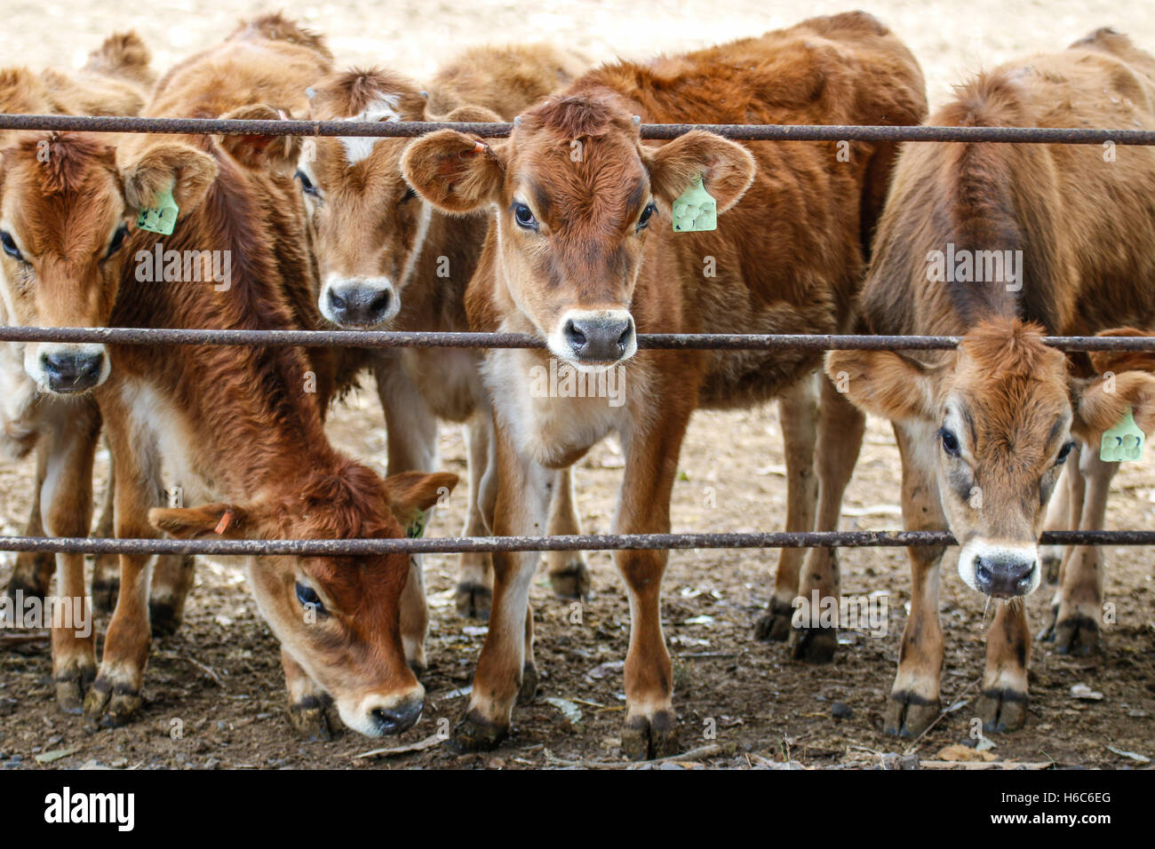 Young cows on the farm Stock Photo - Alamy