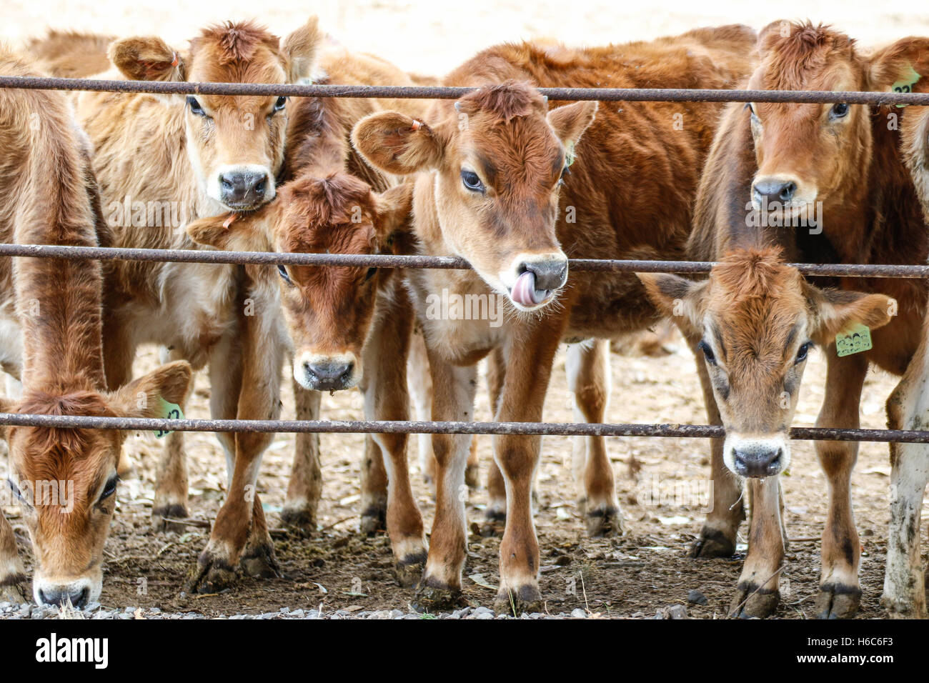 Young cows on the farm Stock Photo - Alamy