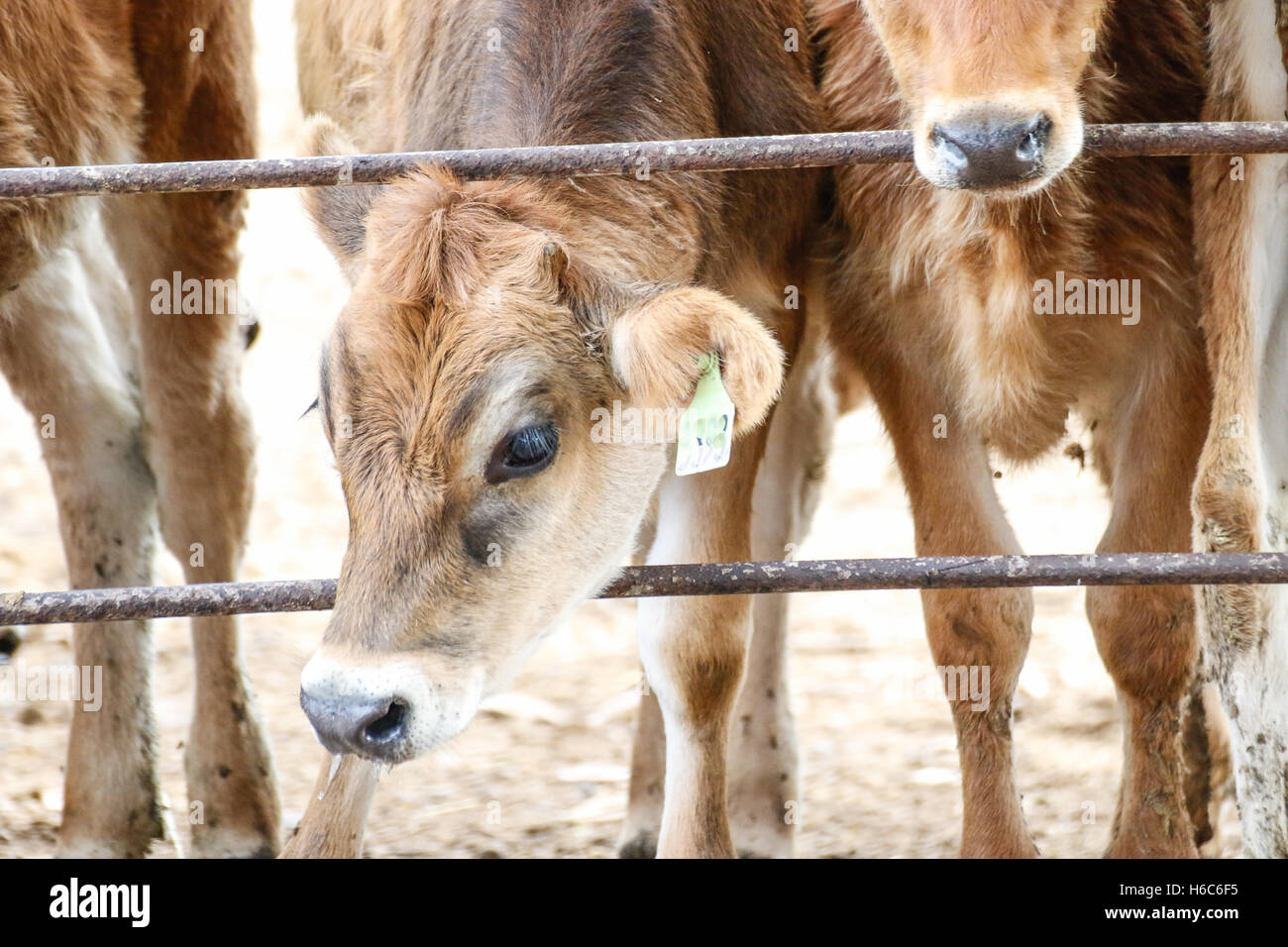 Young cows on the farm Stock Photo - Alamy