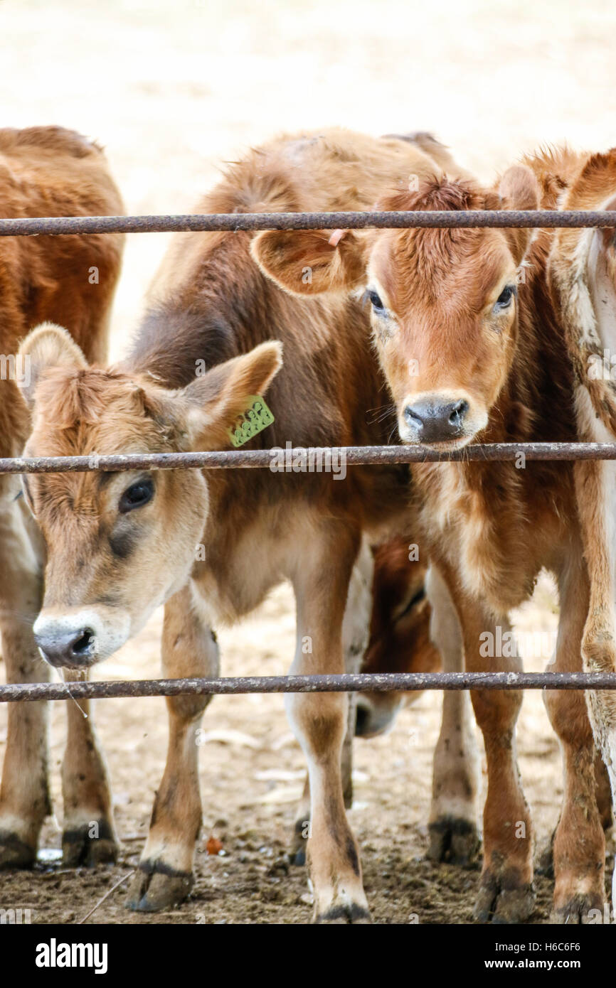 Young cows on the farm Stock Photo - Alamy