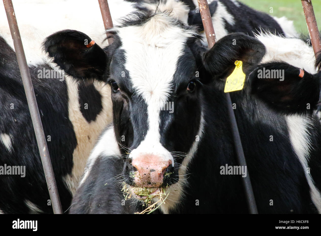 Cows eating in an open field Stock Photo - Alamy