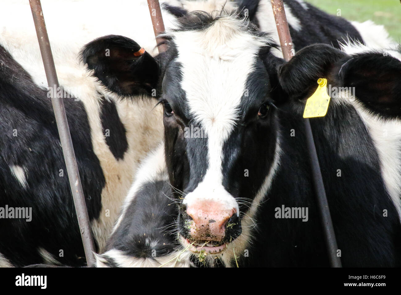 Cows eating in an open field Stock Photo - Alamy