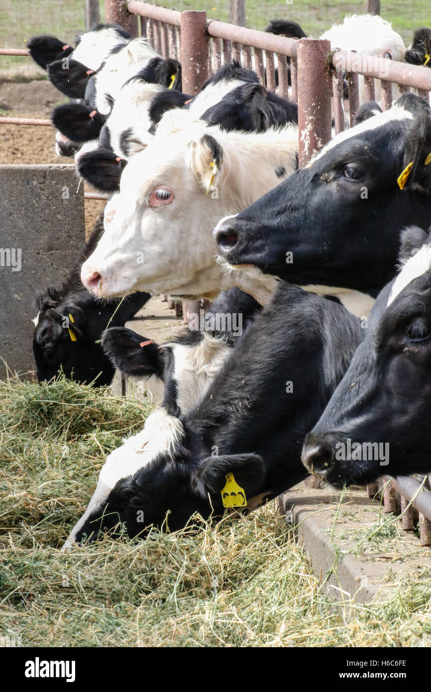 Cows eating in an open field Stock Photo - Alamy