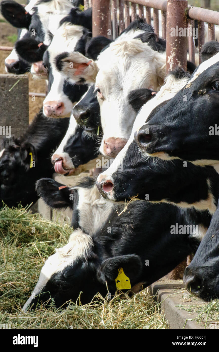 Cows eating in an open field Stock Photo - Alamy