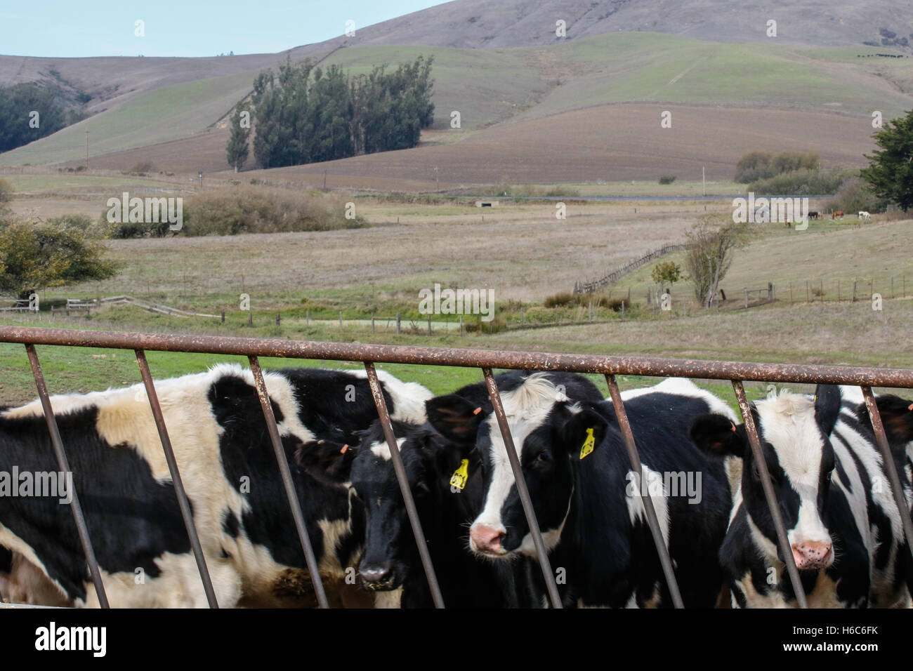 Cows eating in an open field Stock Photo - Alamy