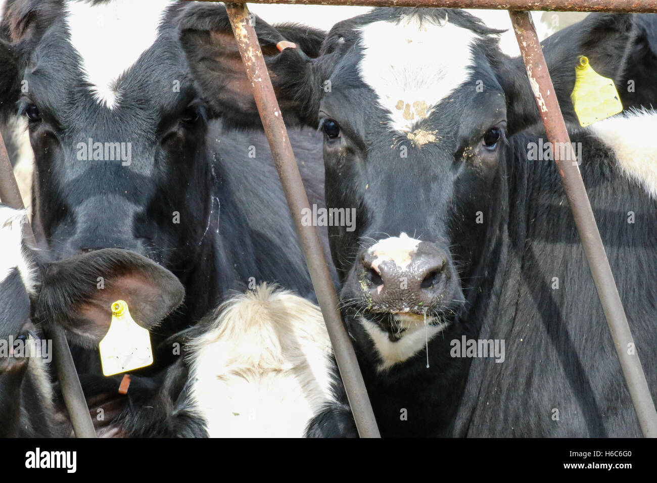 Cows eating in an open field Stock Photo - Alamy