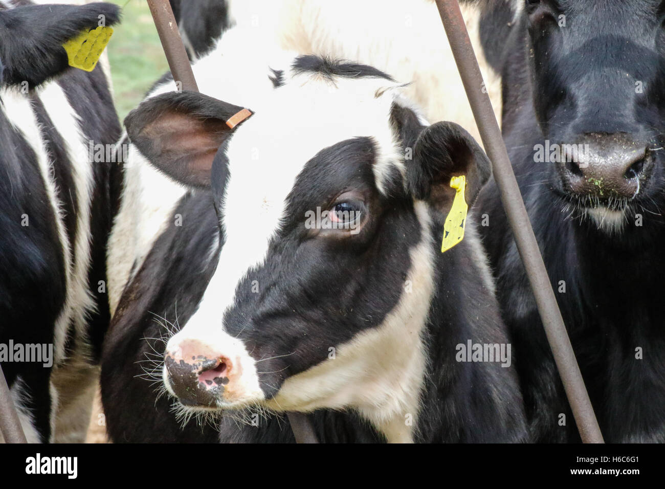 Black cows eating grass in hi-res stock photography and images - Alamy