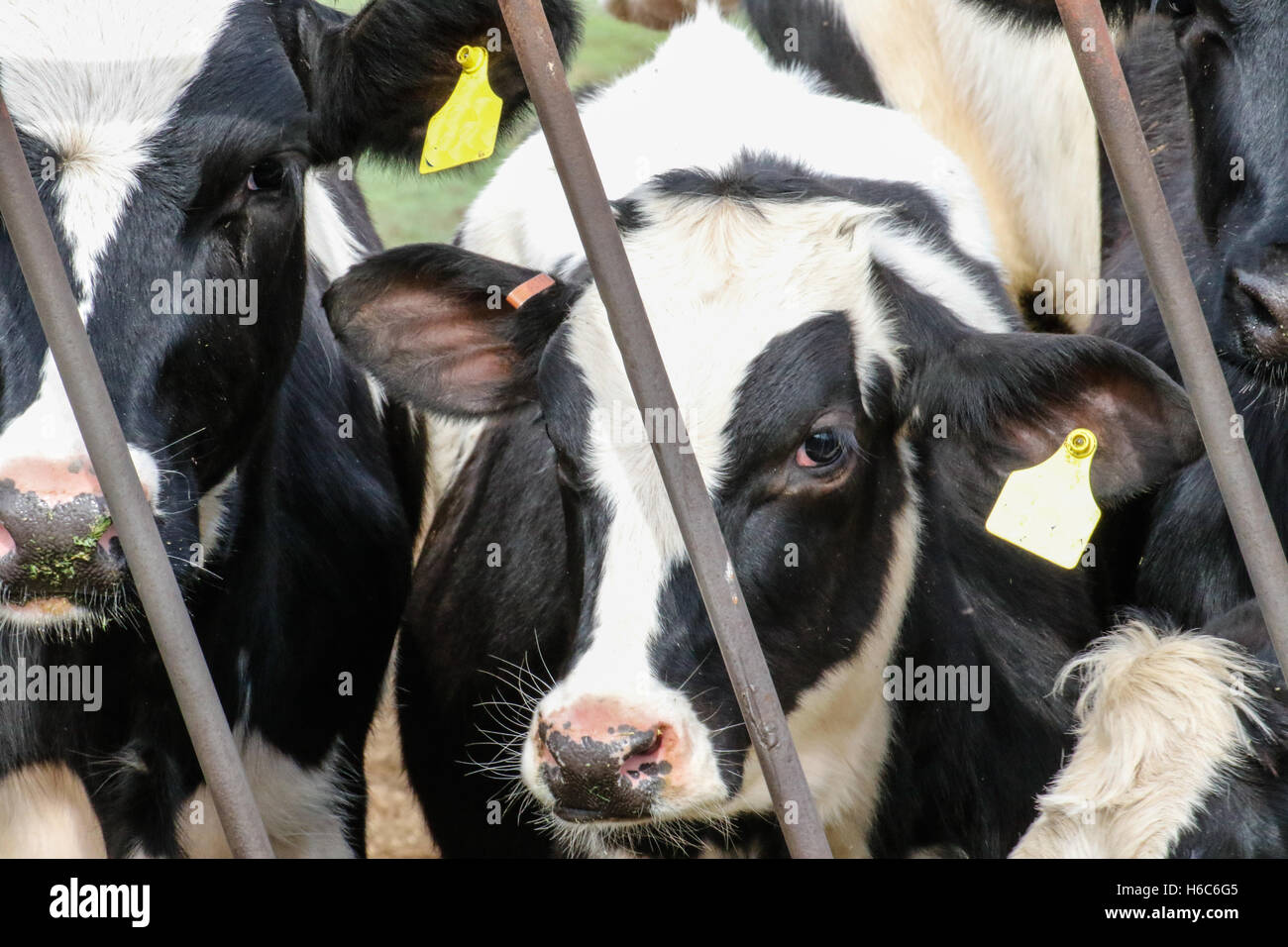 Cows eating in an open field Stock Photo - Alamy