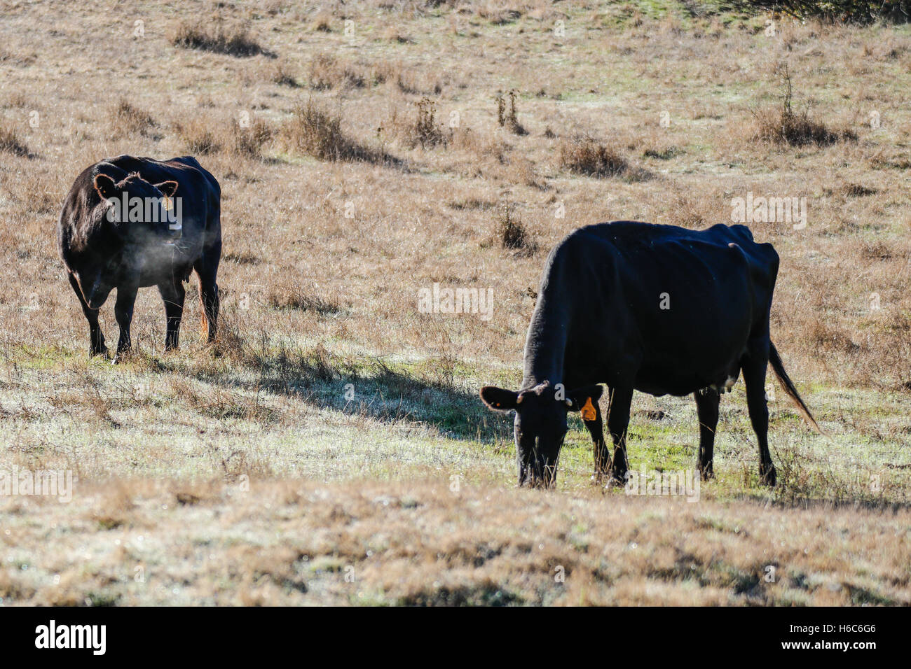Cows eating in an open field Stock Photo - Alamy