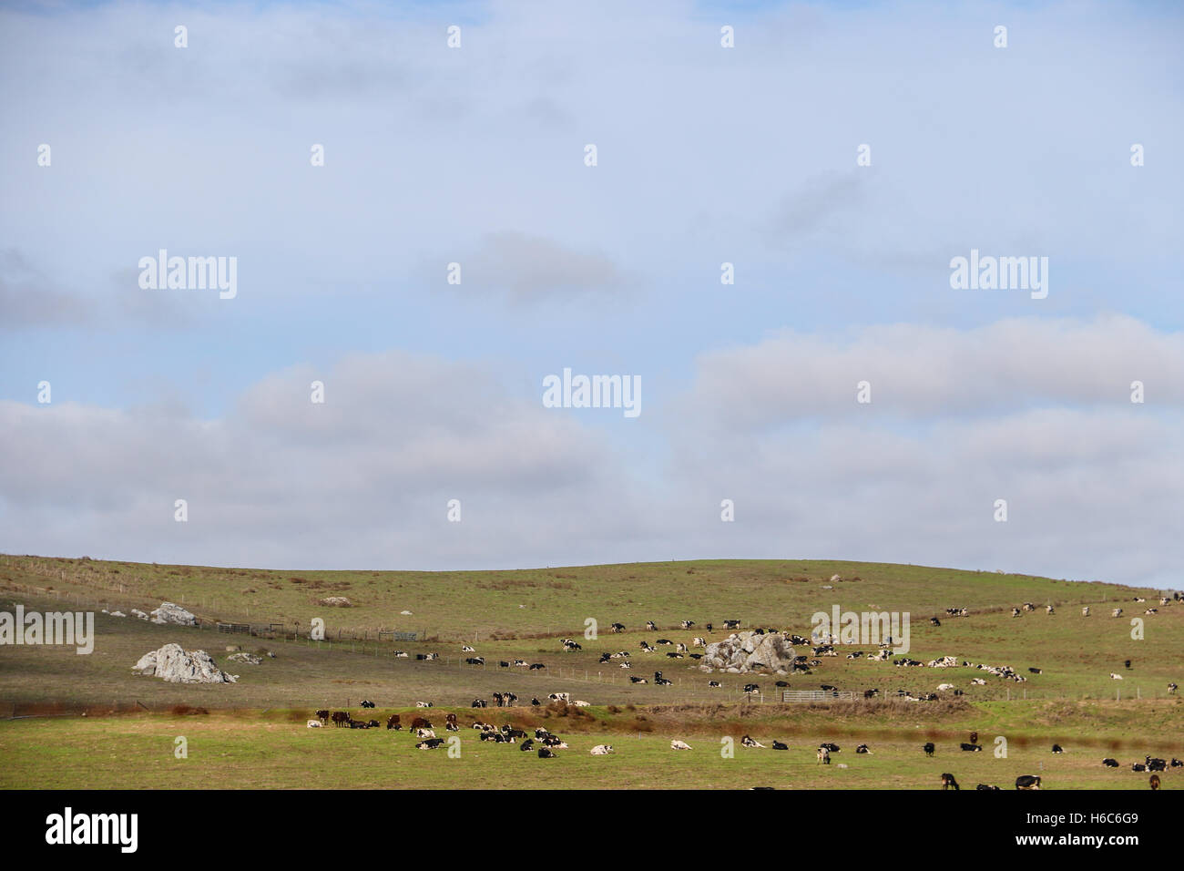 Free range cows on a farm Stock Photo - Alamy