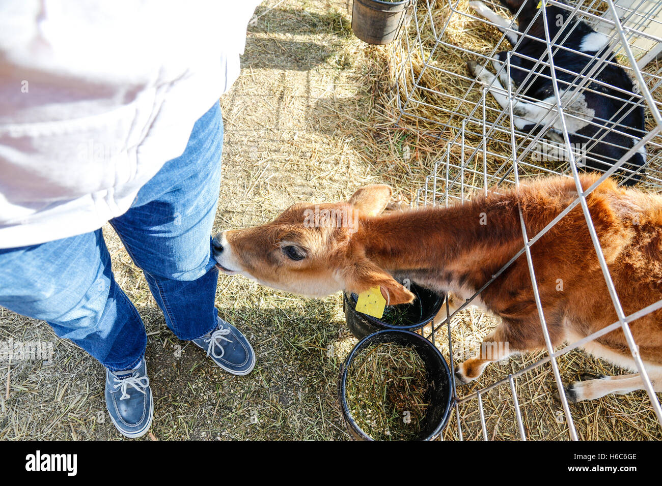 Human cow hi-res stock photography and images - Alamy