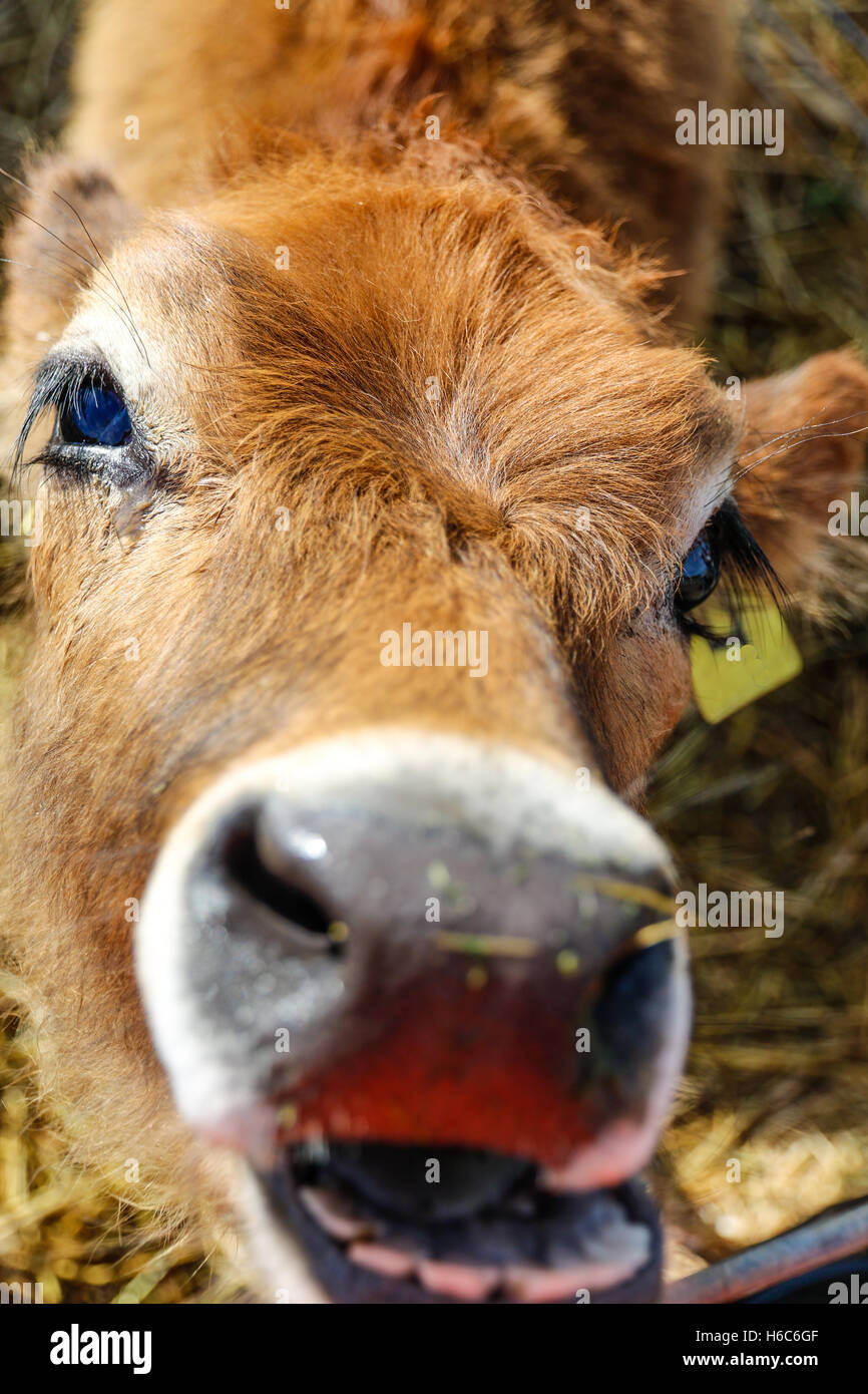 Cow licking camera hi-res stock photography and images - Alamy