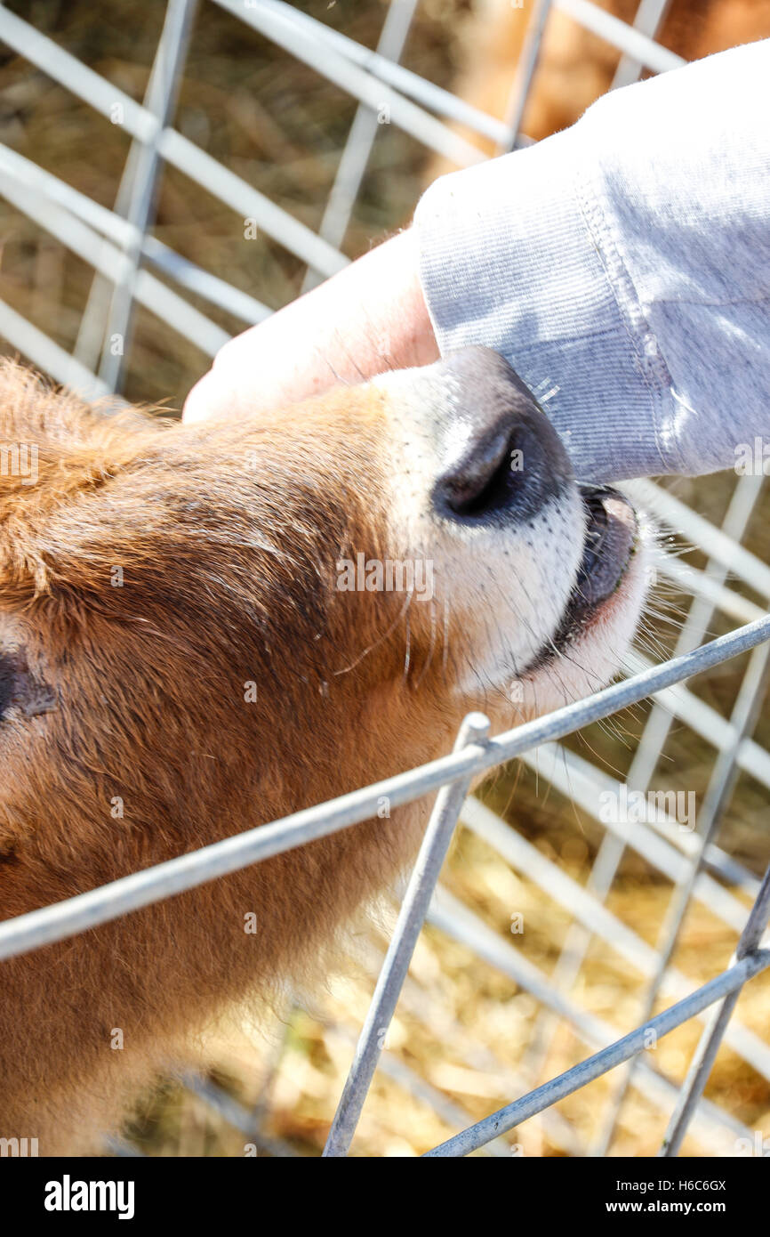 Cow looking into the camera Stock Photo - Alamy