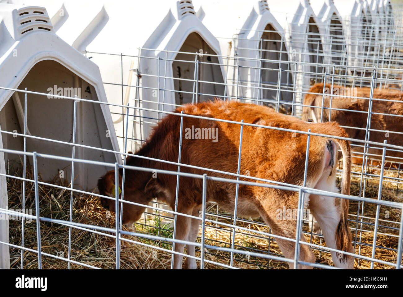 Baby cows in small pens Stock Photo - Alamy