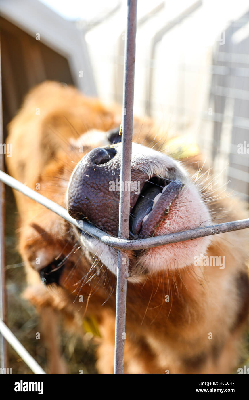 Cow licking camera hi-res stock photography and images - Alamy