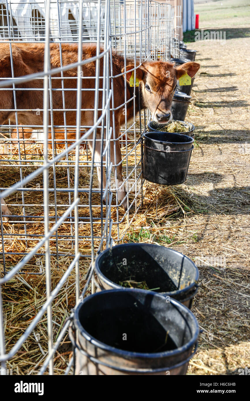 Calf Pens Stock Photos & Calf Pens Stock Images - Alamy