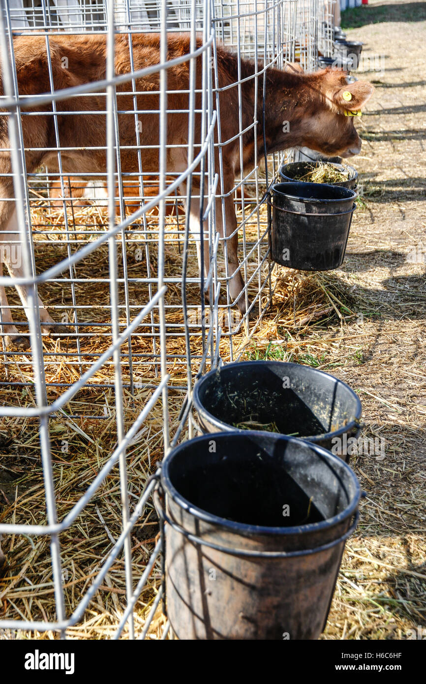 Calf pens hi-res stock photography and images - Alamy