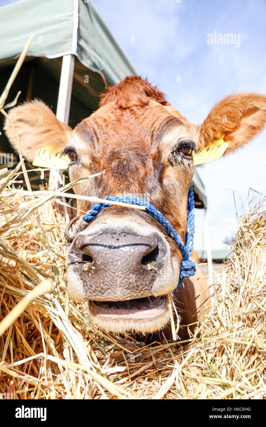 Cow looking into the camera Stock Photo - Alamy