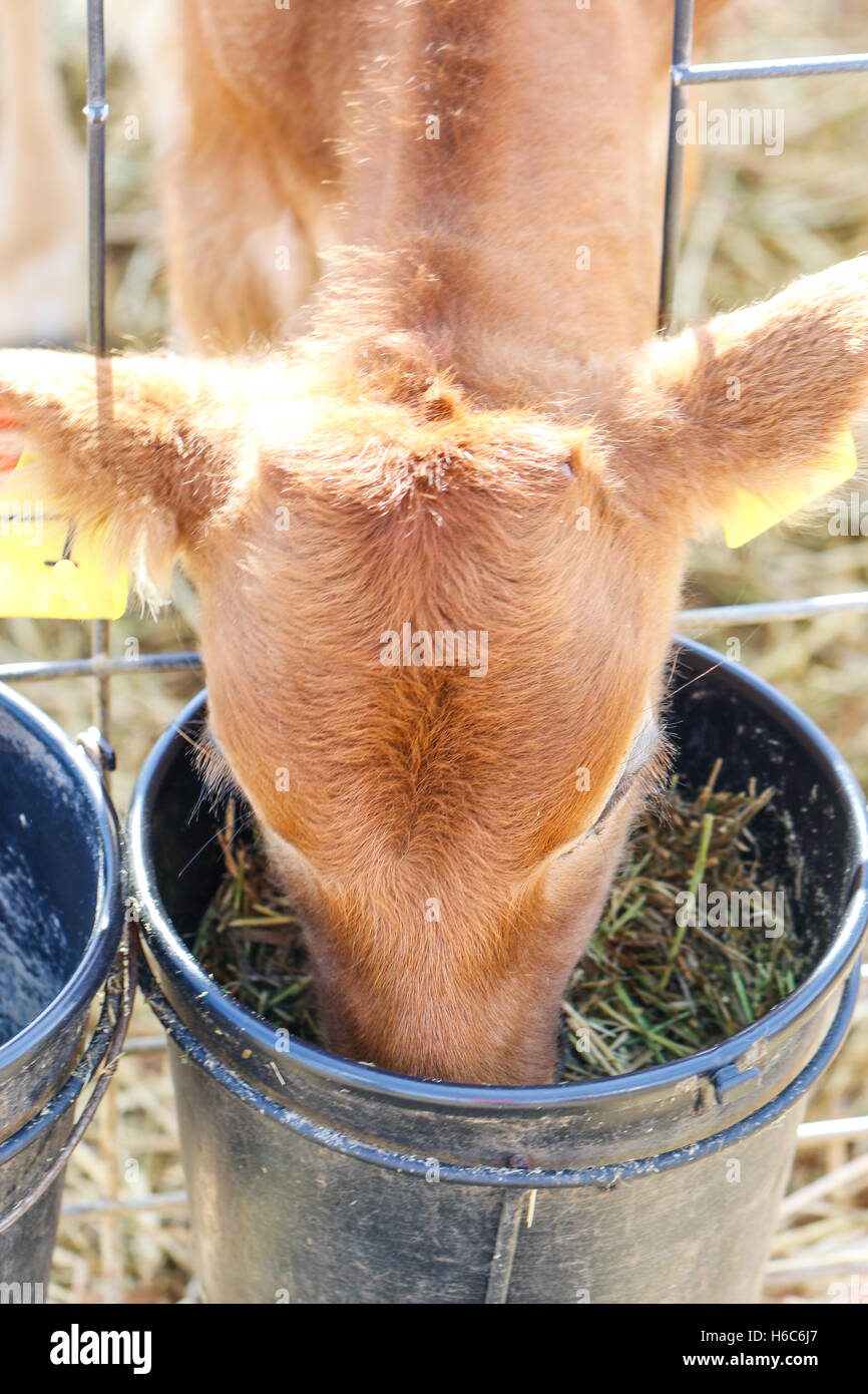 Cow head bucket hi-res stock photography and images - Alamy