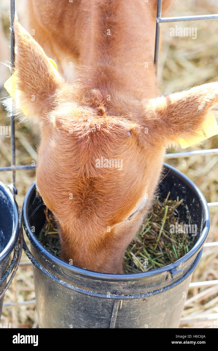 Cow head bucket hi-res stock photography and images - Alamy