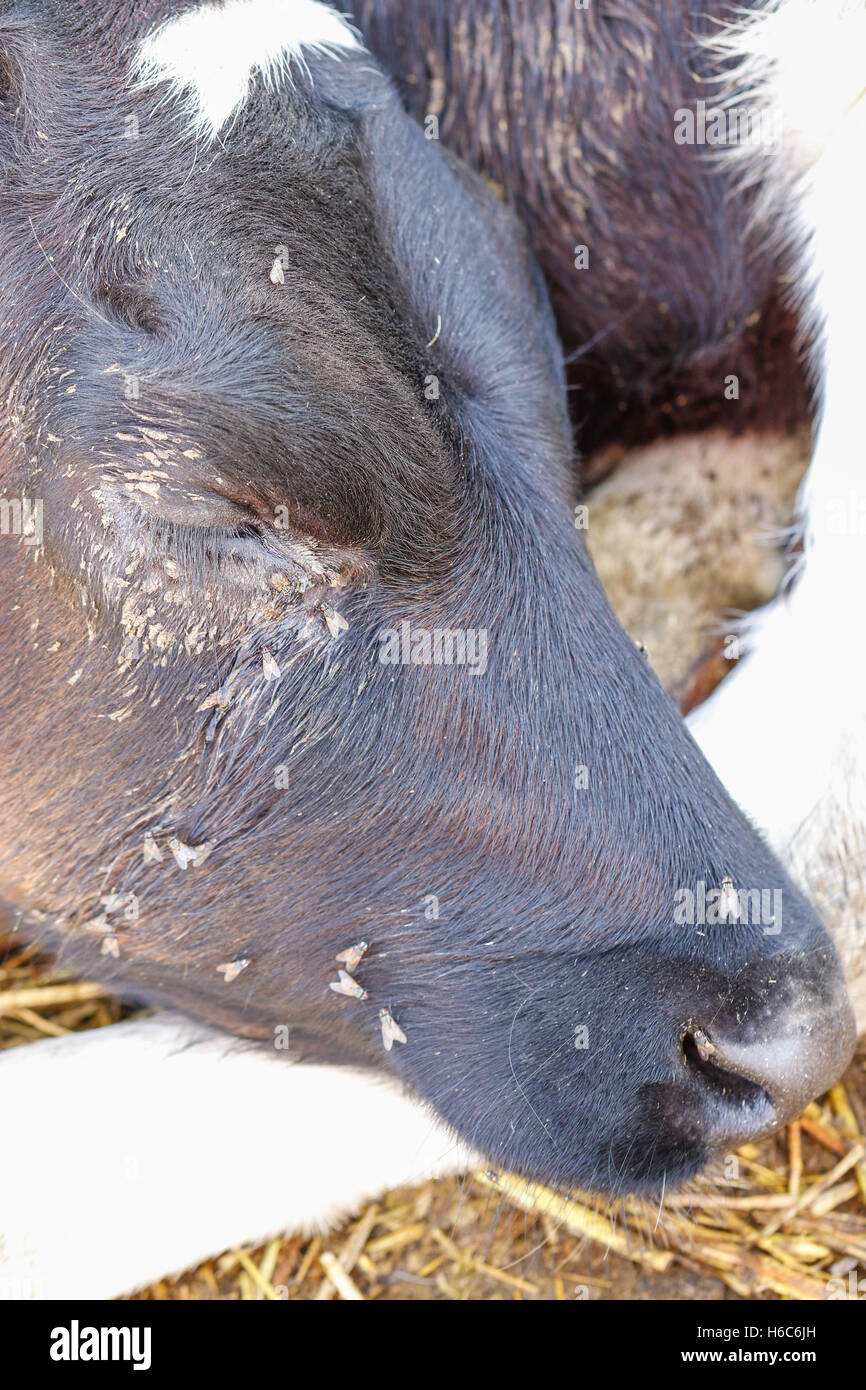 Sad cow hi-res stock photography and images - Alamy