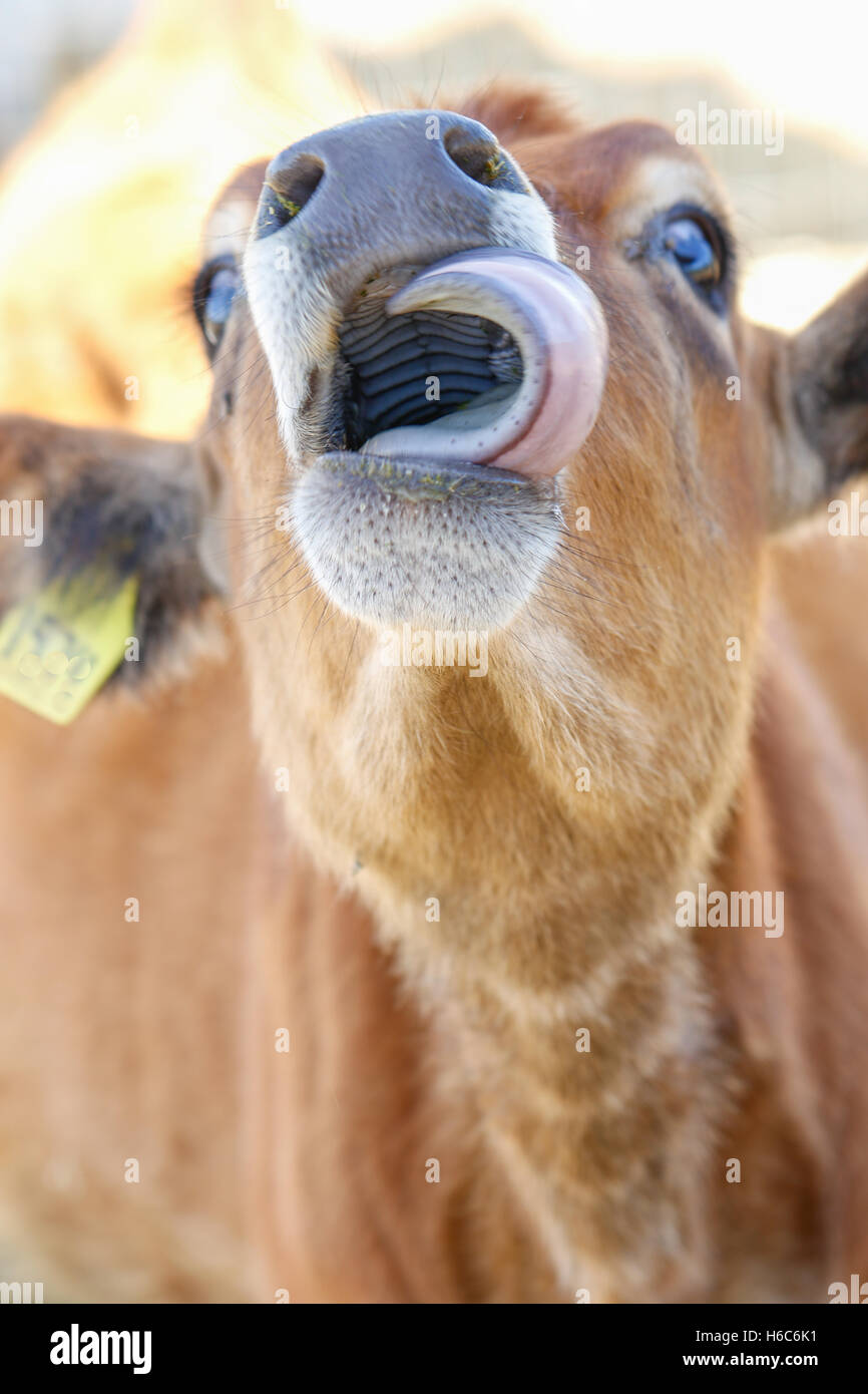 Cow looking into the camera Stock Photo - Alamy