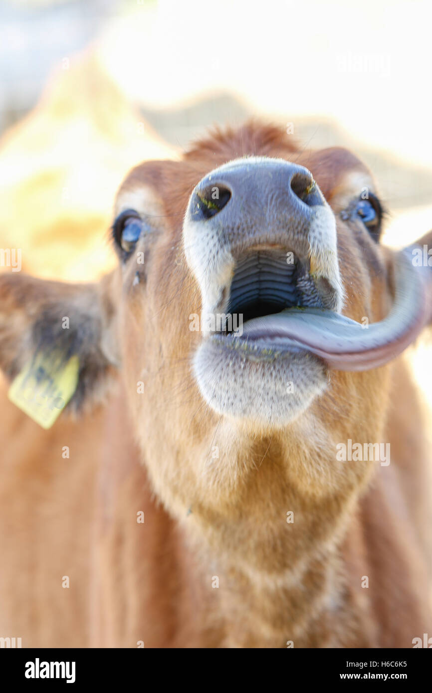 Cow looking into the camera Stock Photo - Alamy