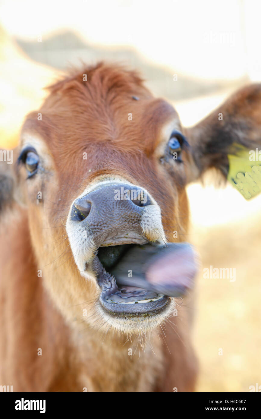 Cow looking into the camera Stock Photo - Alamy