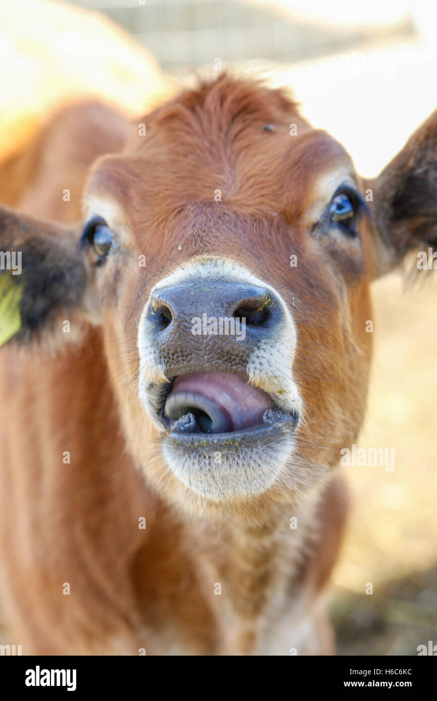 Cow looking into the camera Stock Photo - Alamy