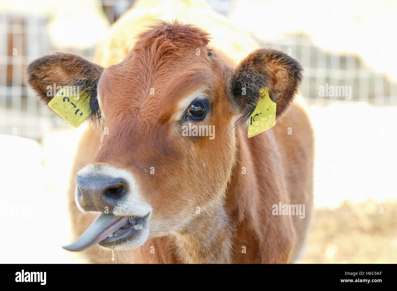 Cow head gate hi-res stock photography and images - Alamy