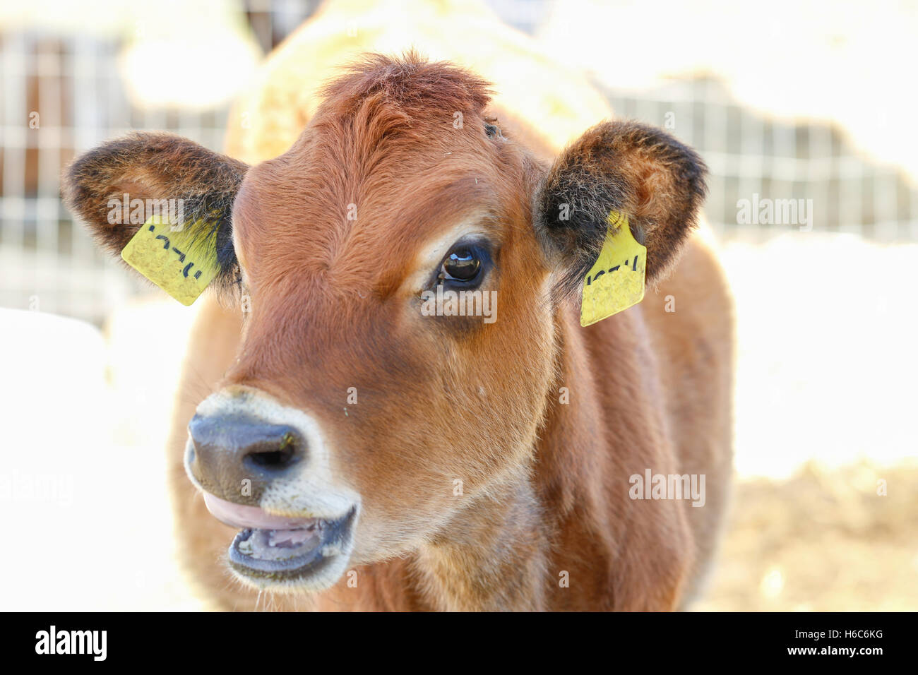 Cow licking camera hi-res stock photography and images - Alamy