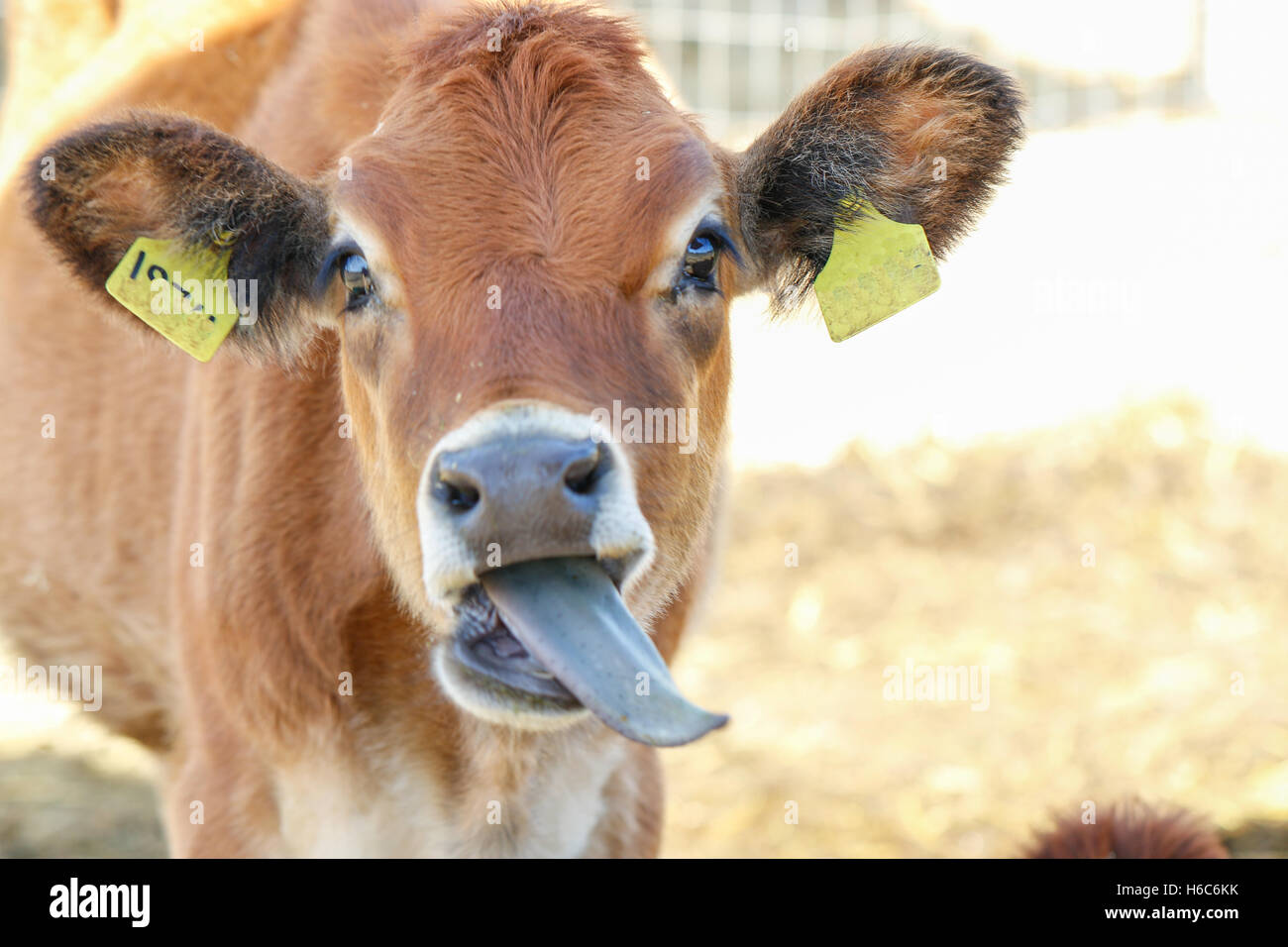 Cow looking into the camera Stock Photo - Alamy