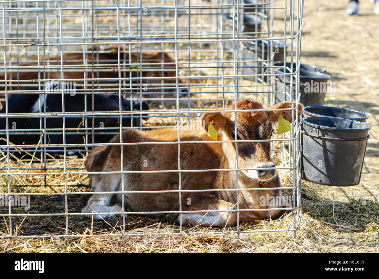 Baby cows in small pens Stock Photo - Alamy