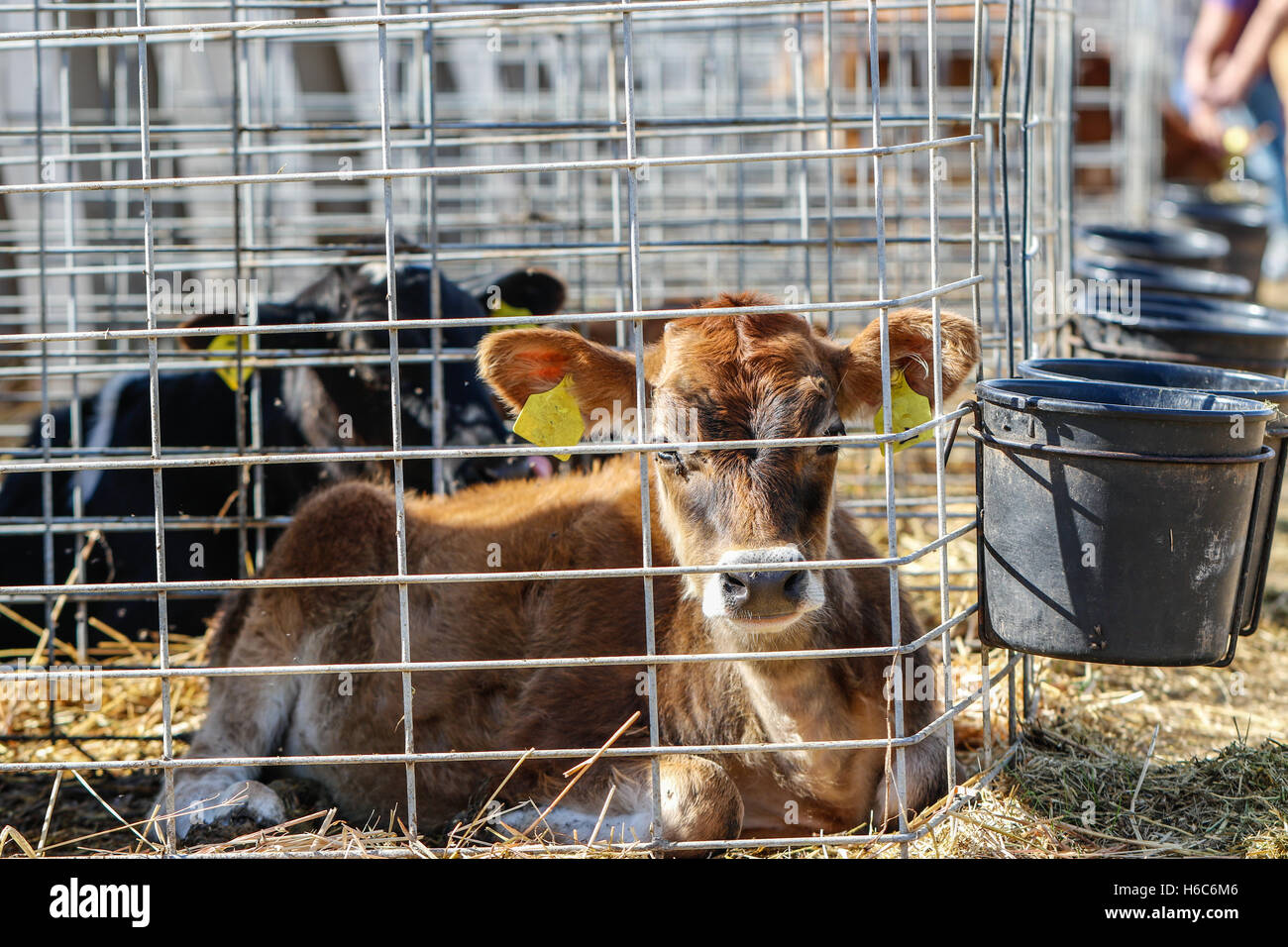 Baby cows hi-res stock photography and images - Alamy