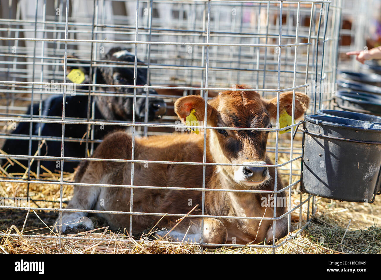 Baby cows in small pens Stock Photo - Alamy