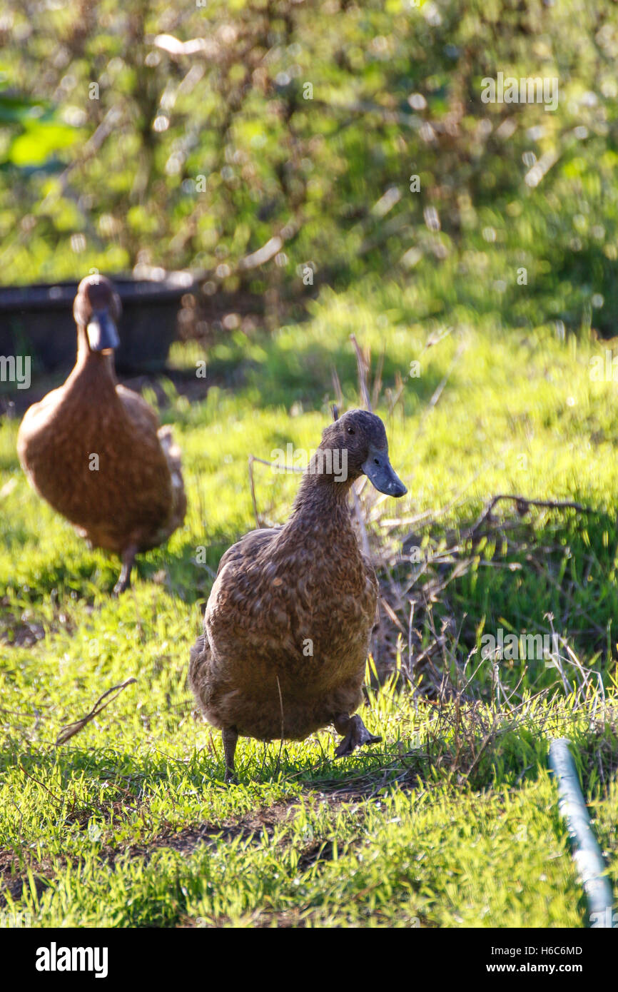 Free Range Ducks High Resolution Stock Photography and Images - Alamy