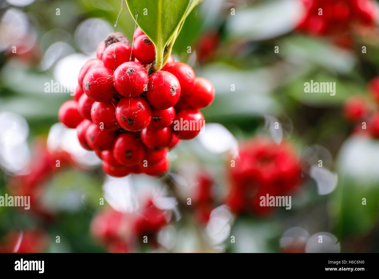 Mountain ash berries hi-res stock photography and images - Alamy