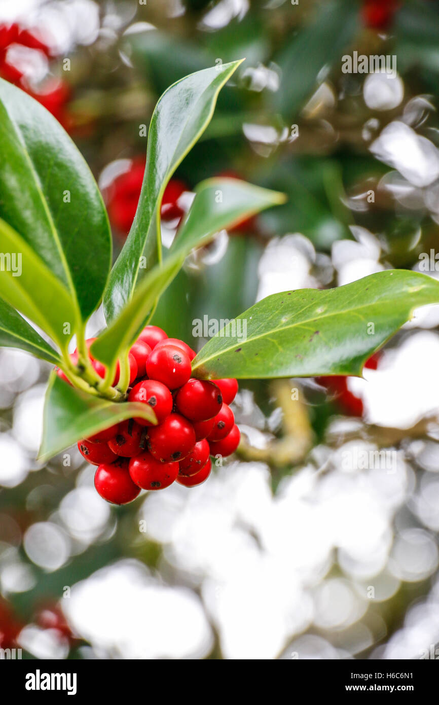 Mountain Ash Berries High Resolution Stock Photography and Images - Alamy