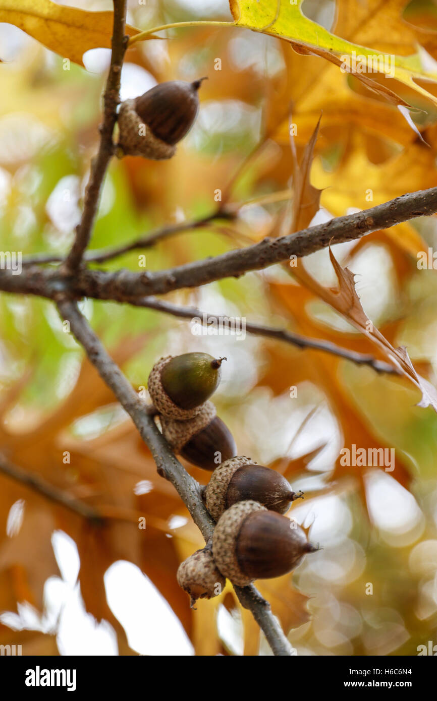Falling acorns hi-res stock photography and images - Alamy
