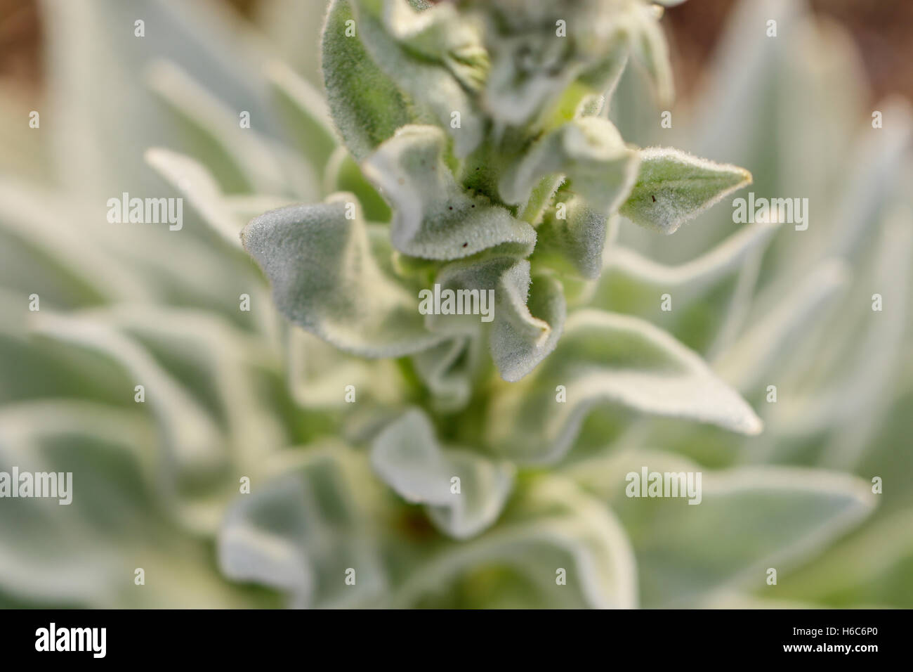 Common Mullein close up of the plant Stock Photo - Alamy
