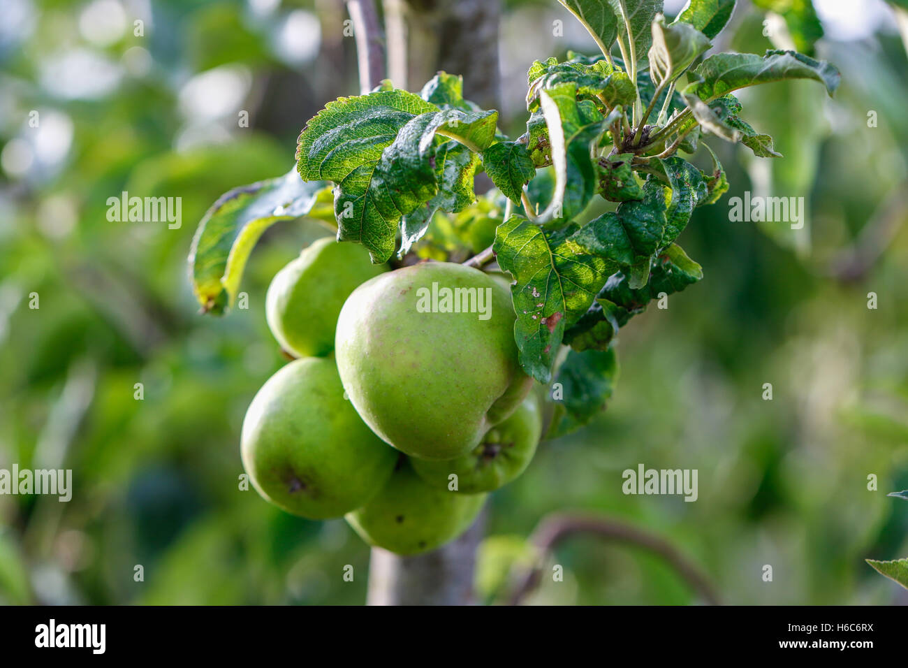 Growing green apples hi-res stock photography and images - Alamy