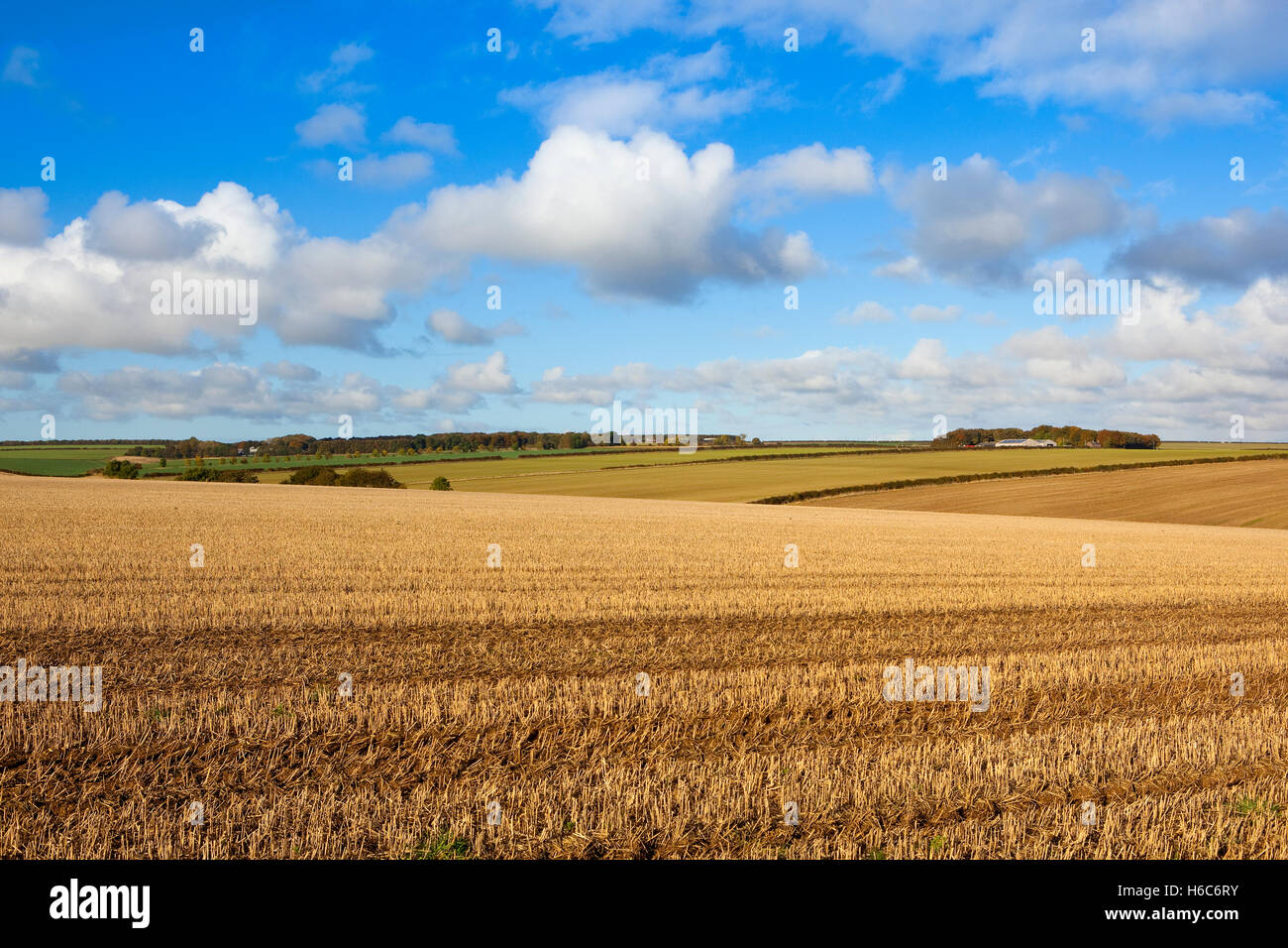 Patterns and textures of an autumn stubble field in the rolling hills ...